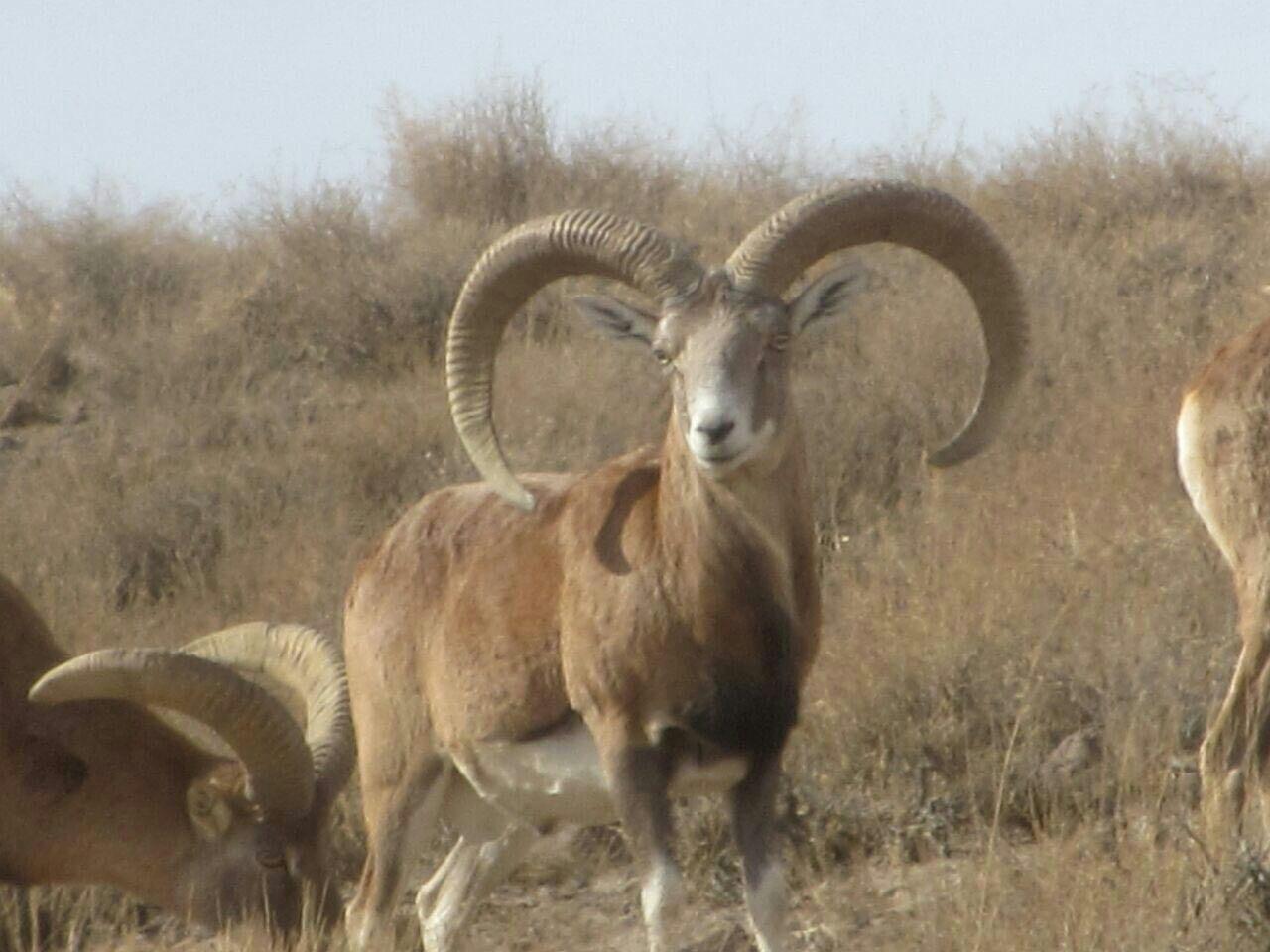 Traveling to Iran, Iran Travel, Journey to Iran, Iran Tour, Iran Travel ...